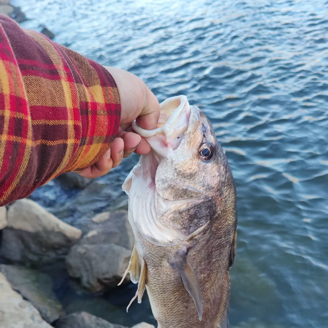 Fishing in Tulsa, OK (United States) ️️️️ Find Spots, Species & Tips