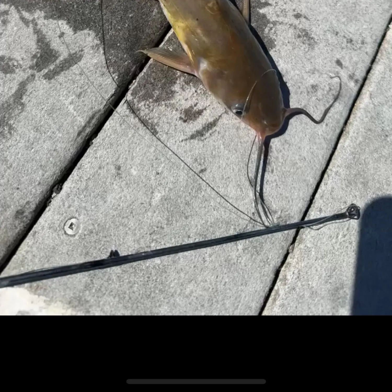 ᐅ Lake Henshaw fishing reports🎣• Ramona, CA (United States) fishing