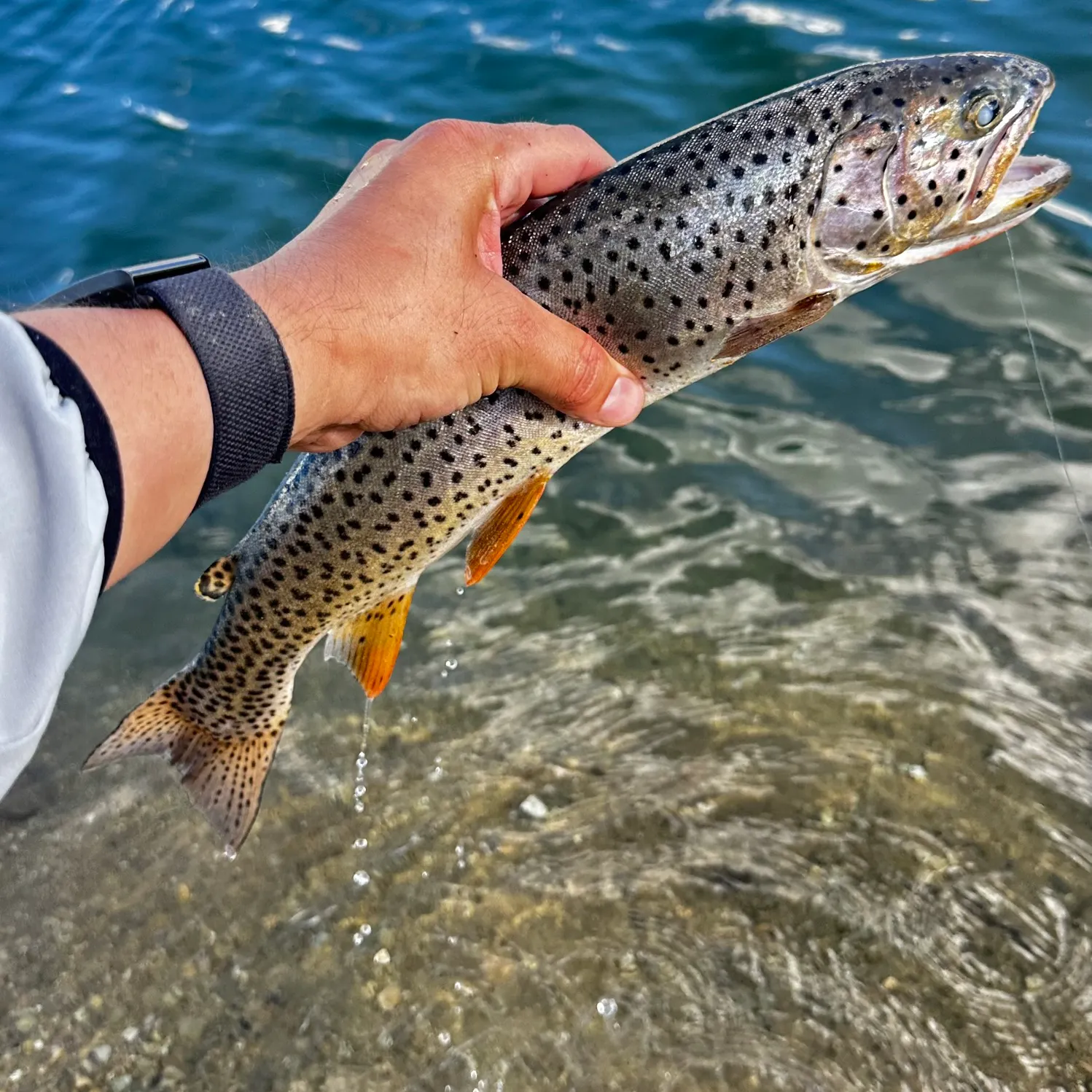 ᐅ Strawberry Reservoir fishing reports🎣• Springville, UT (United States ...