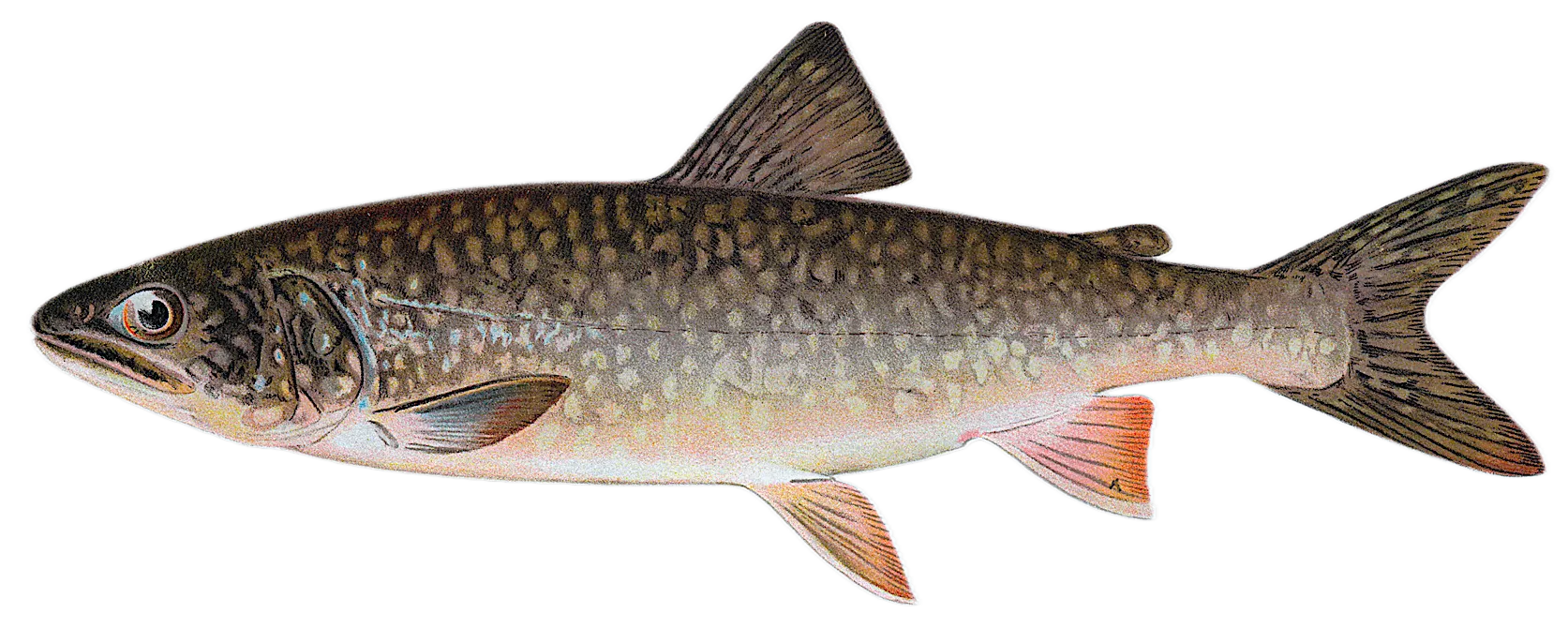 ᐅ Atlin Lake fishing reports🎣• British Columbia, Canada fishing