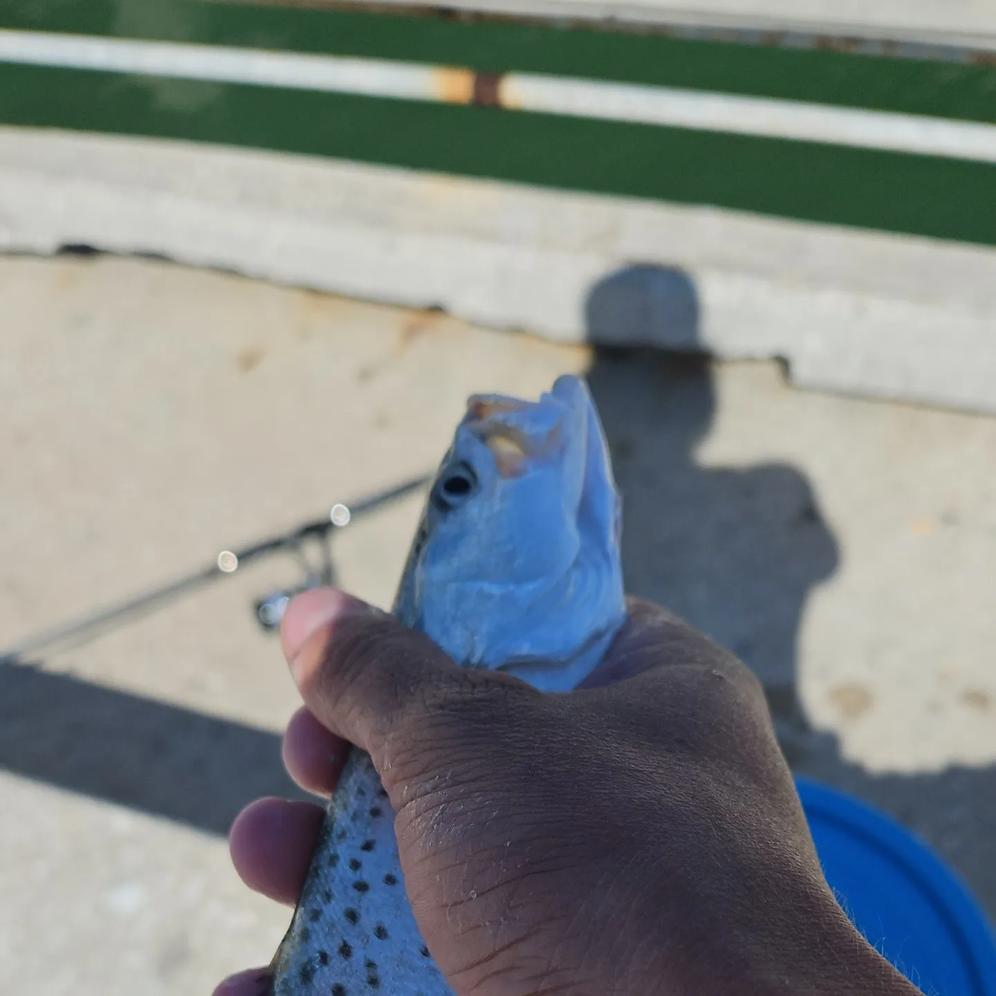 ᐅ Skyway North Fishing Pier (Sunshine Skyway) fishing reports🎣 ...