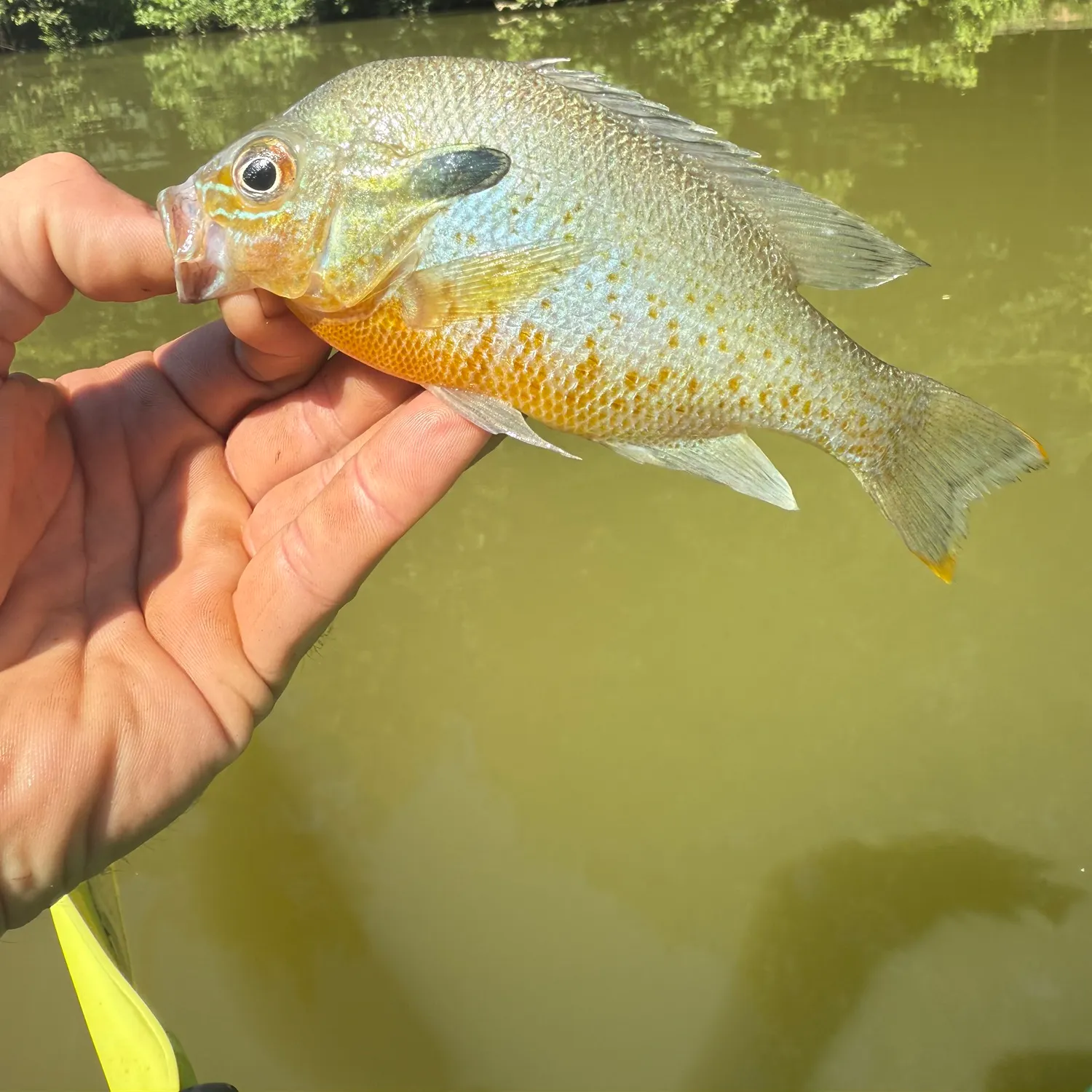 Fishing in Atlanta, GA (United States) ️️️️ Find Spots, Species & Tips