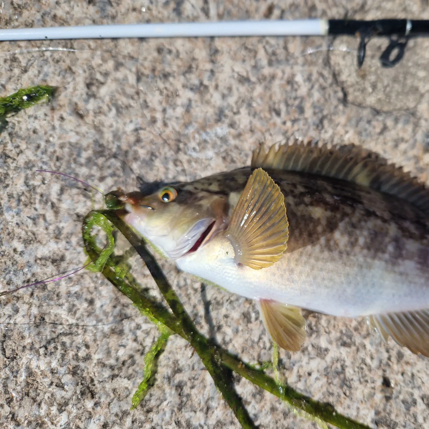 ᐅ Poole Harbour fishing reports🎣• England, United Kingdom fishing