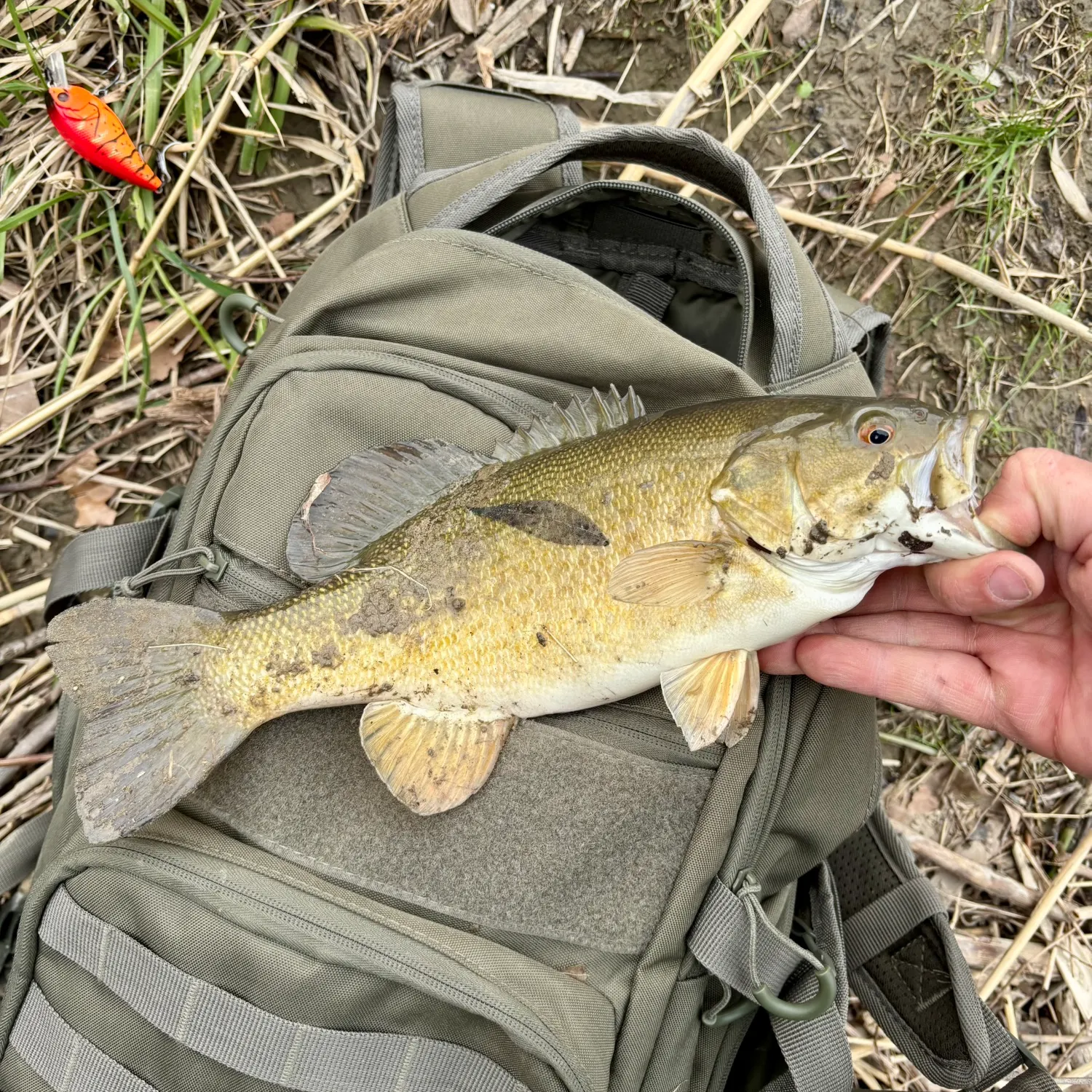 ᐅ Chagrin River fishing reports🎣• Mayfield Heights, OH (United States ...