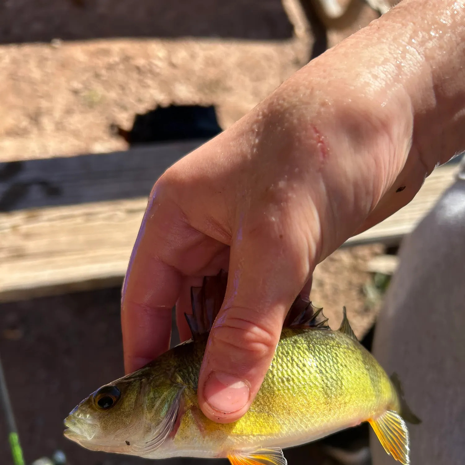 ᐅ Raystown Lake fishing reports🎣• Huntingdon, PA (United States) fishing