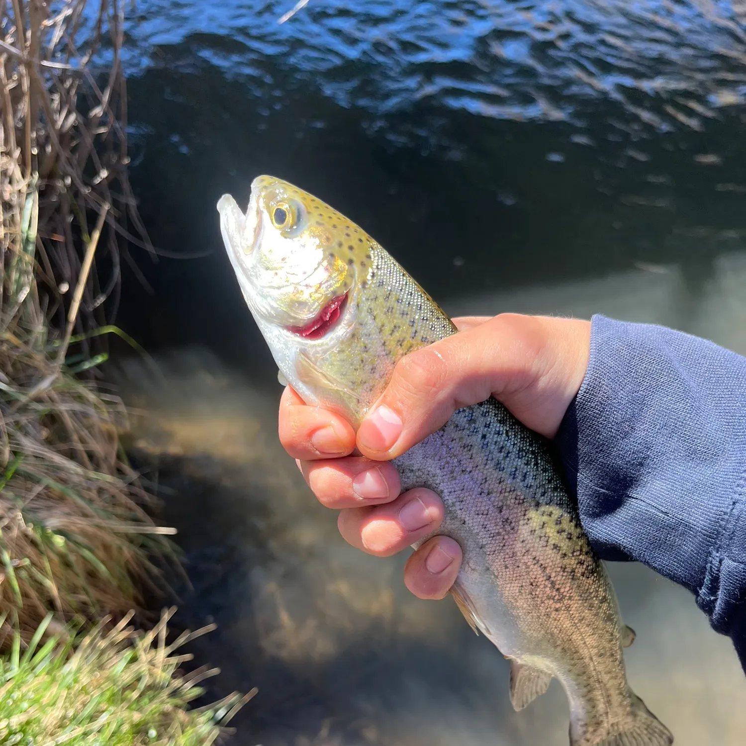 Fishing in Albuquerque, NM (United States) ️️️️ Find Spots, Species & Tips