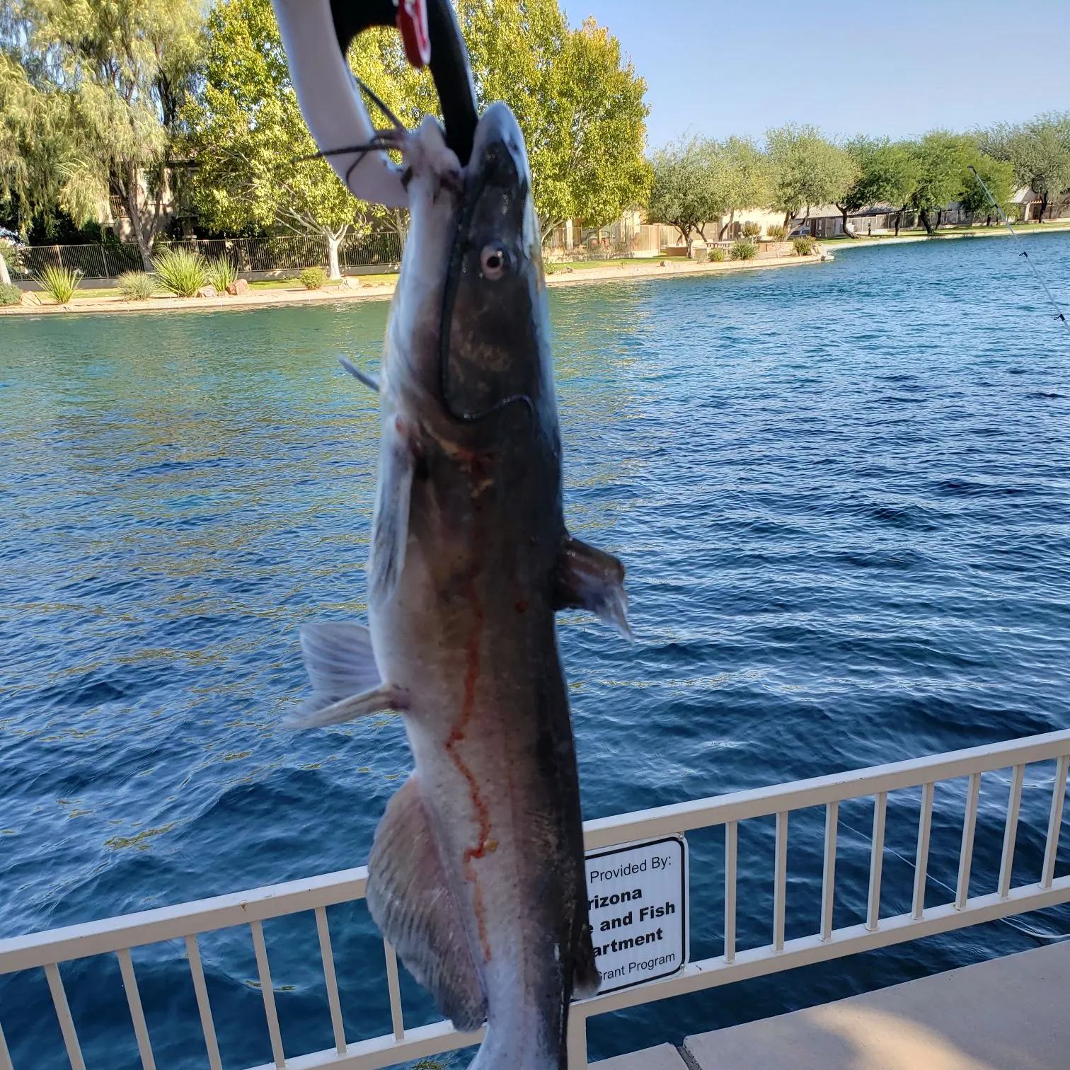 Fishing in Tucson, AZ (United States) ️️️️ Find Spots, Species & Tips