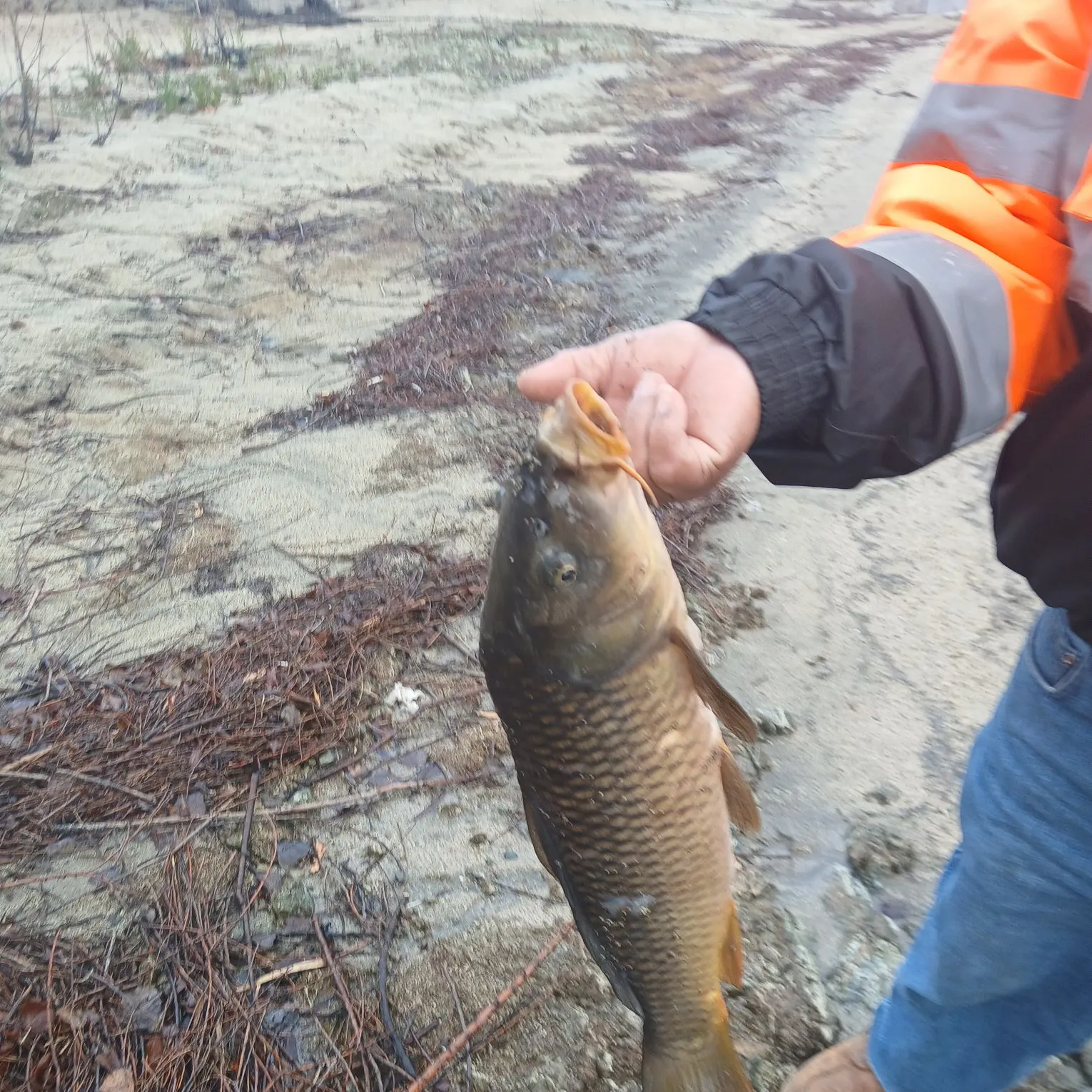 ᐅ Lake Henshaw fishing reports🎣• Ramona, CA (United States) fishing