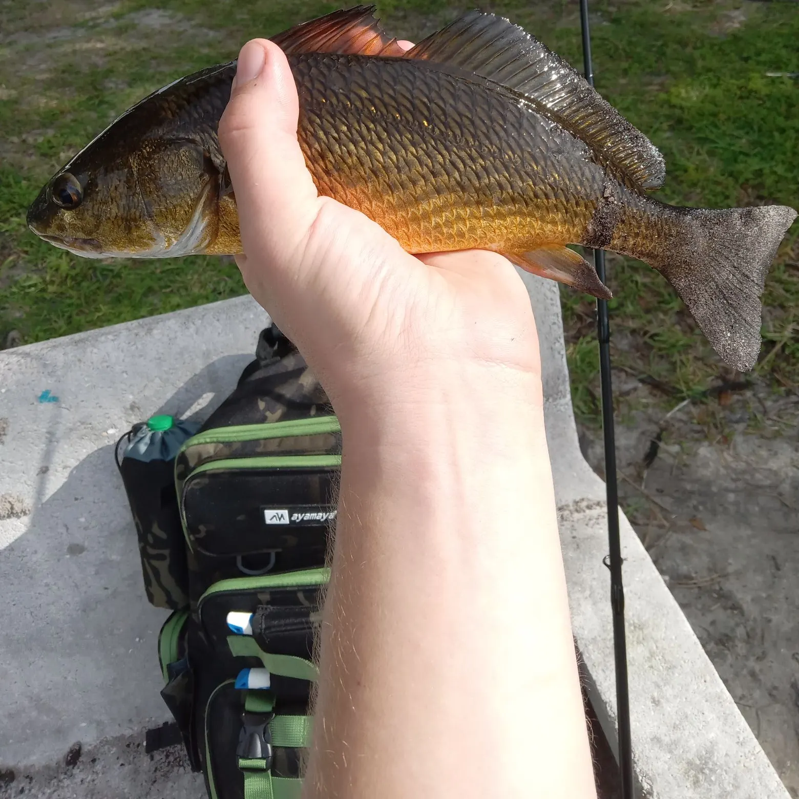 Fishing in Riverview, FL (United States) ️️️️ Find Spots, Species & Tips