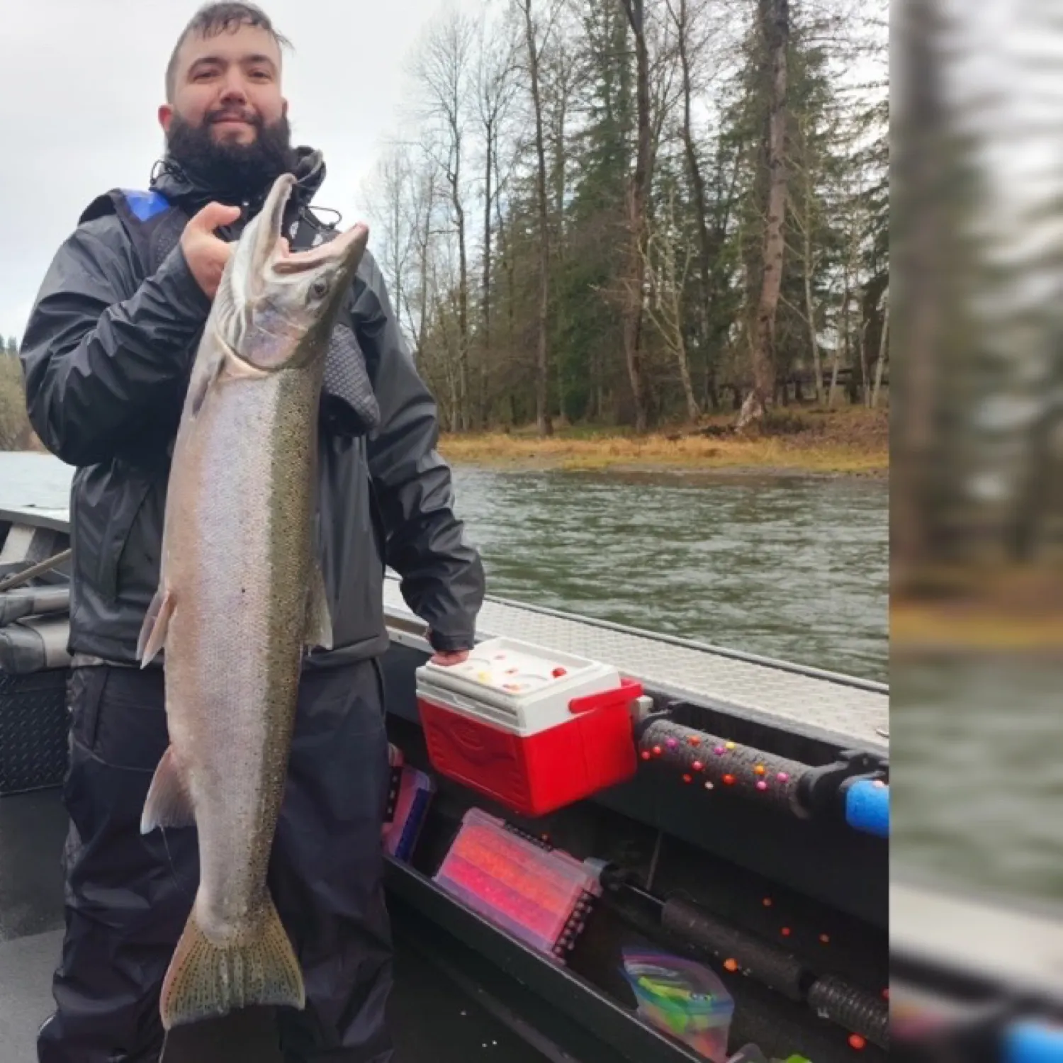 ᐅ Cowlitz River fishing reports🎣• Longview, WA (United States) fishing