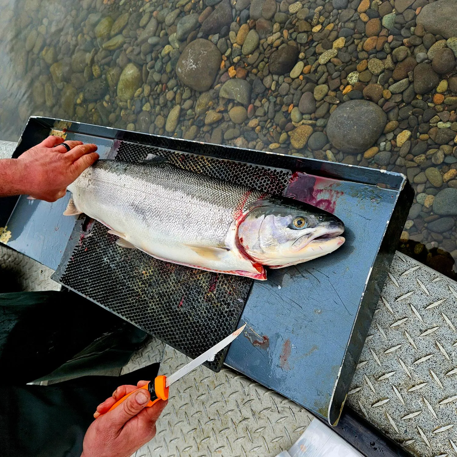 ᐅ Cowlitz River fishing reports🎣• Longview, WA (United States) fishing