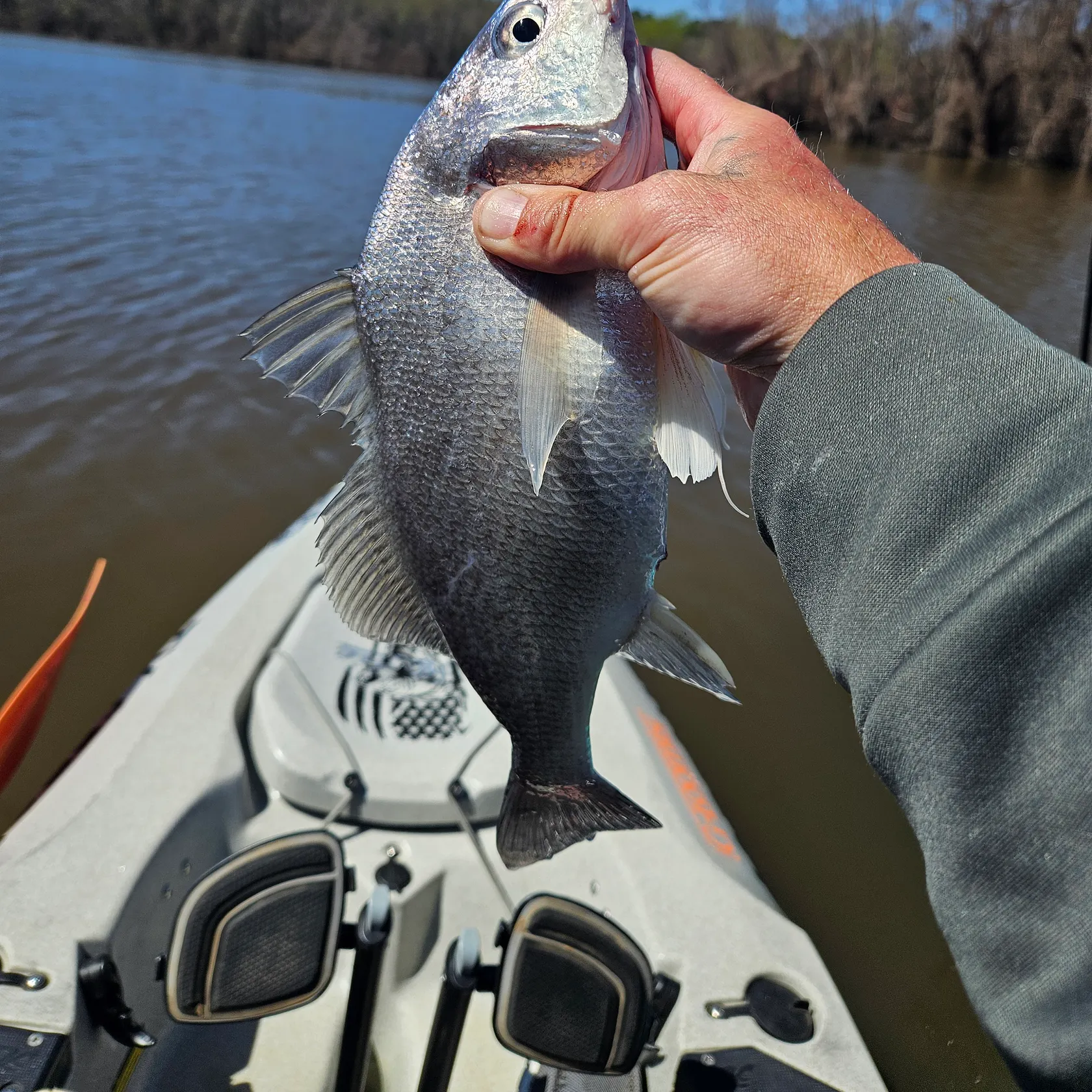 ᐅ Lake Palestine fishing reports🎣• Tyler, TX (United States) fishing