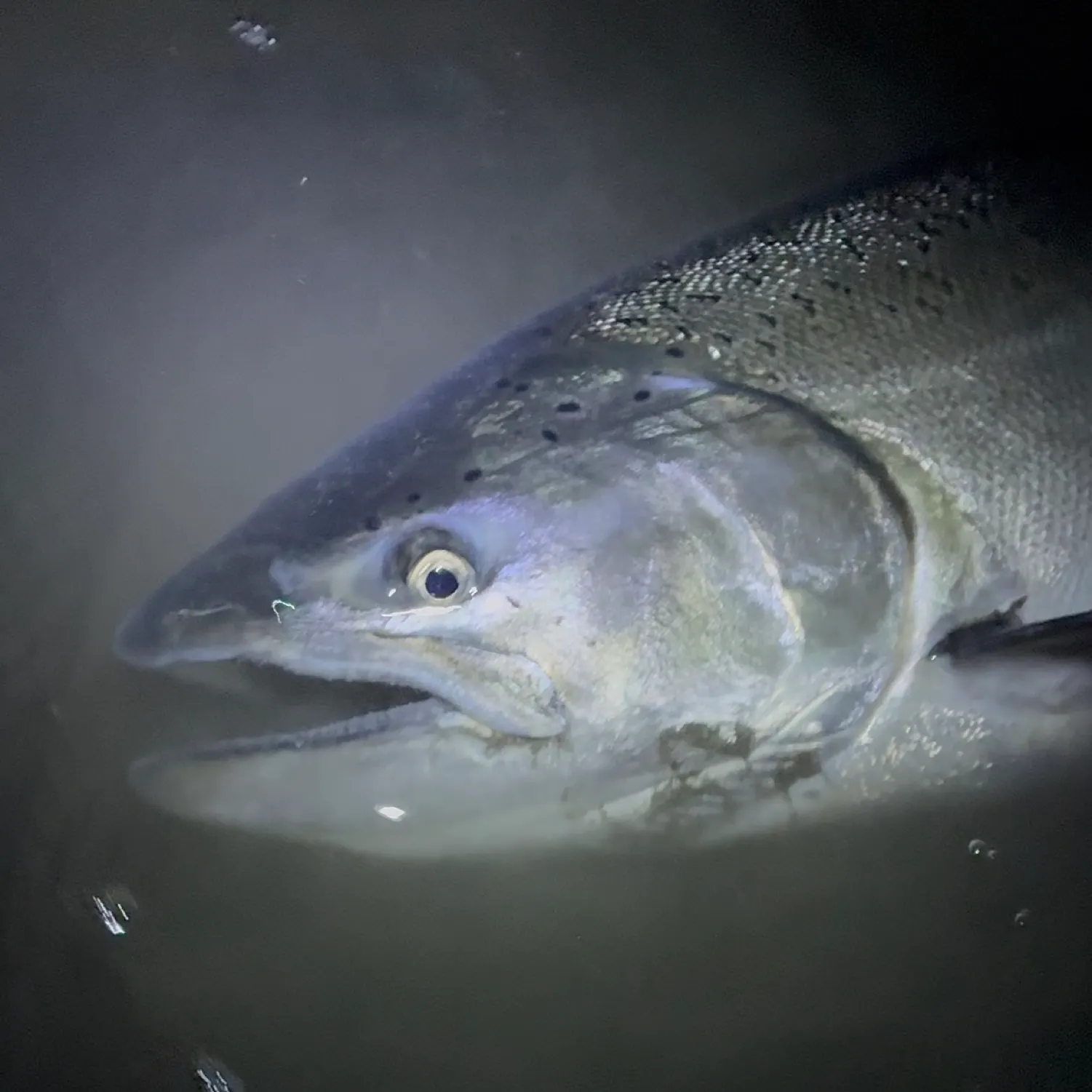 ᐅ Cowlitz River fishing reports🎣• Longview, WA (United States) fishing