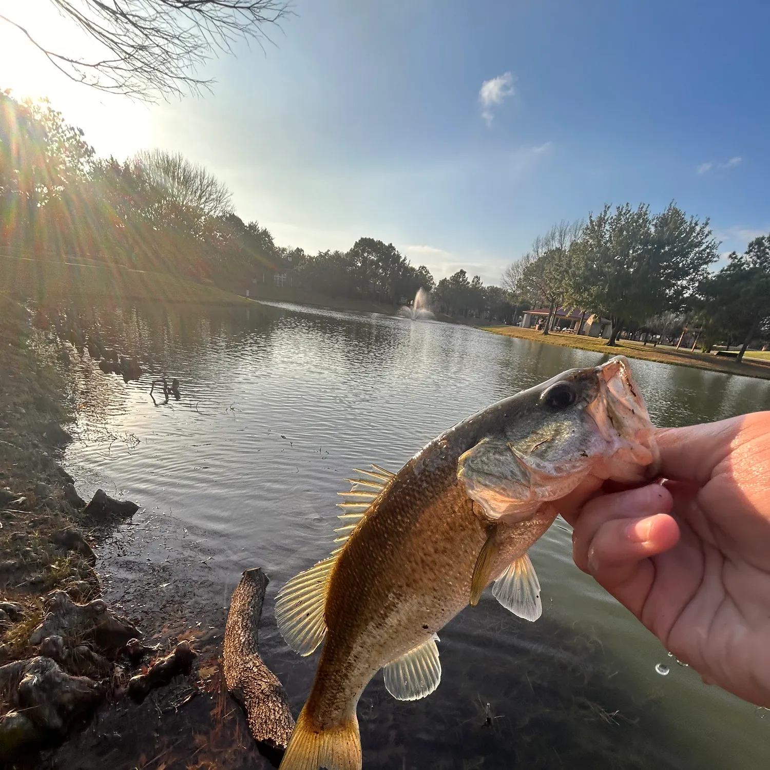 ᐅ Lake Conroe fishing reports🎣• Conroe, TX (United States) fishing