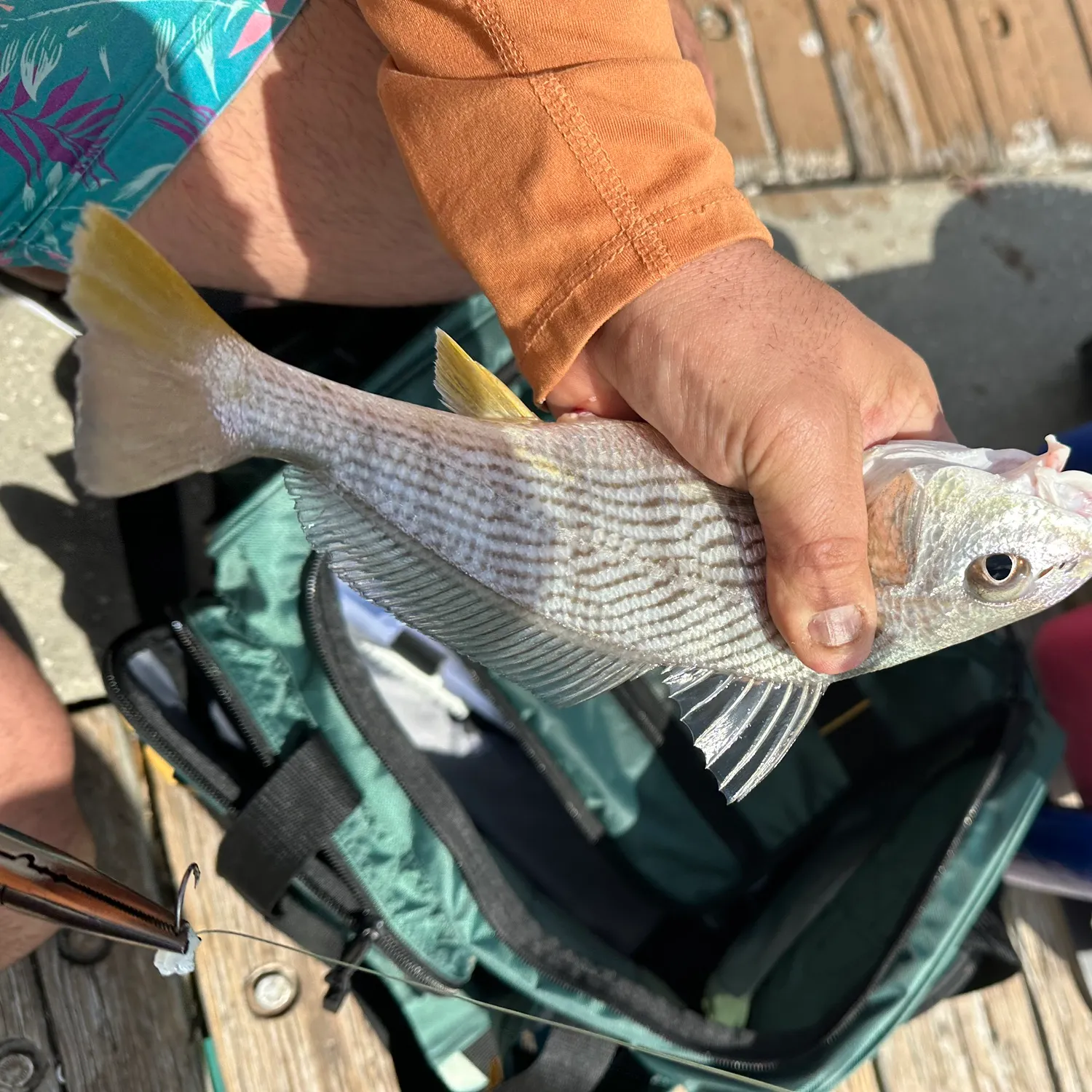 ᐅ Juno Beach Pier fishing reports🎣• Jupiter, FL (United States) fishing