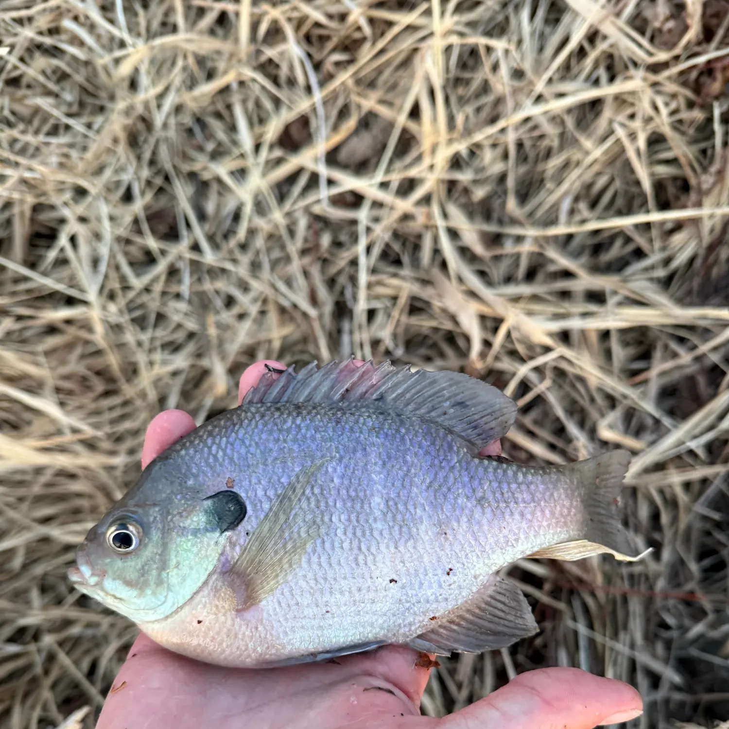 Fishing in Omaha, NE (United States) ️️️️ Find Spots, Species & Tips