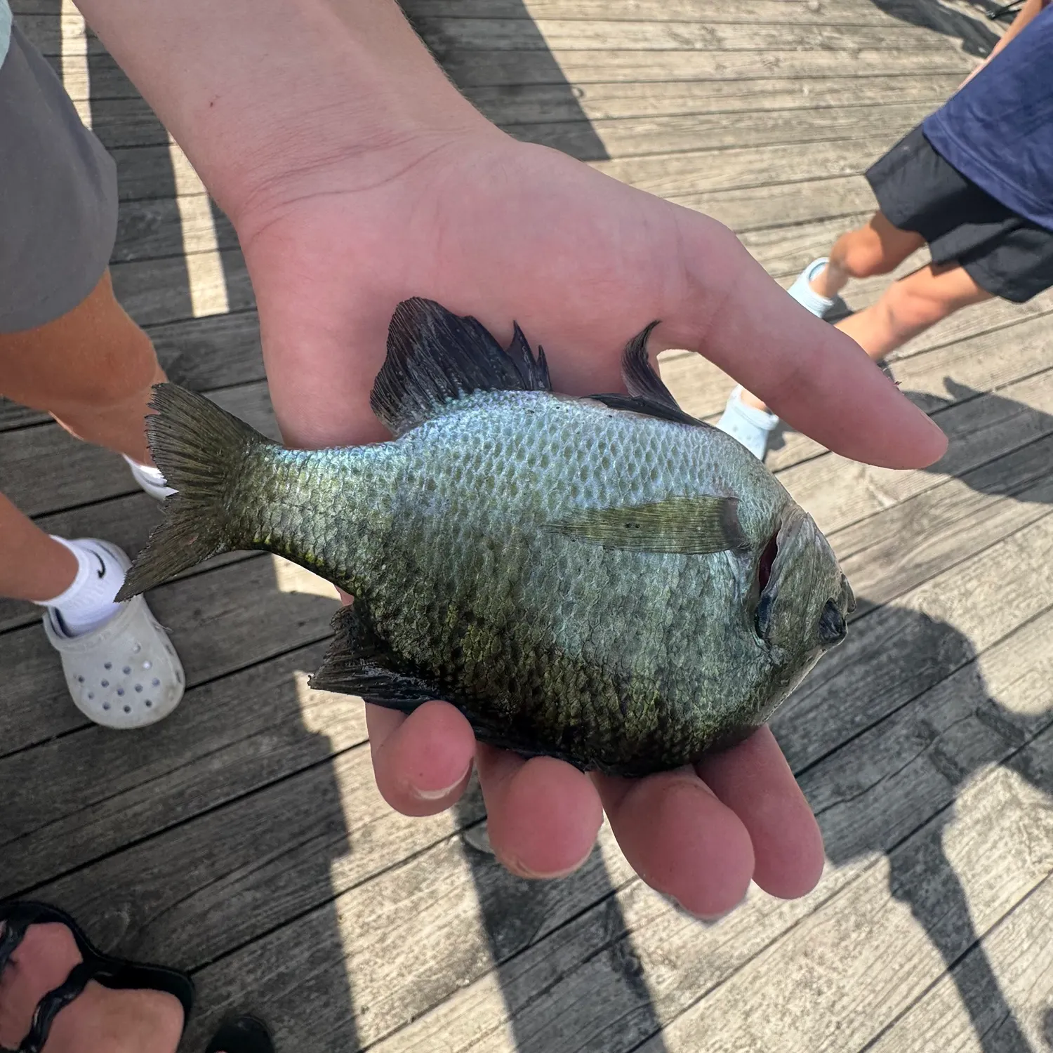 Fishing in Boone, NC (United States) ️️️️ Find Spots, Species & Tips