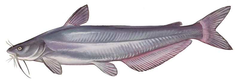 Fishing in Memphis, TN (United States) ️️️️ Find Spots, Species & Tips