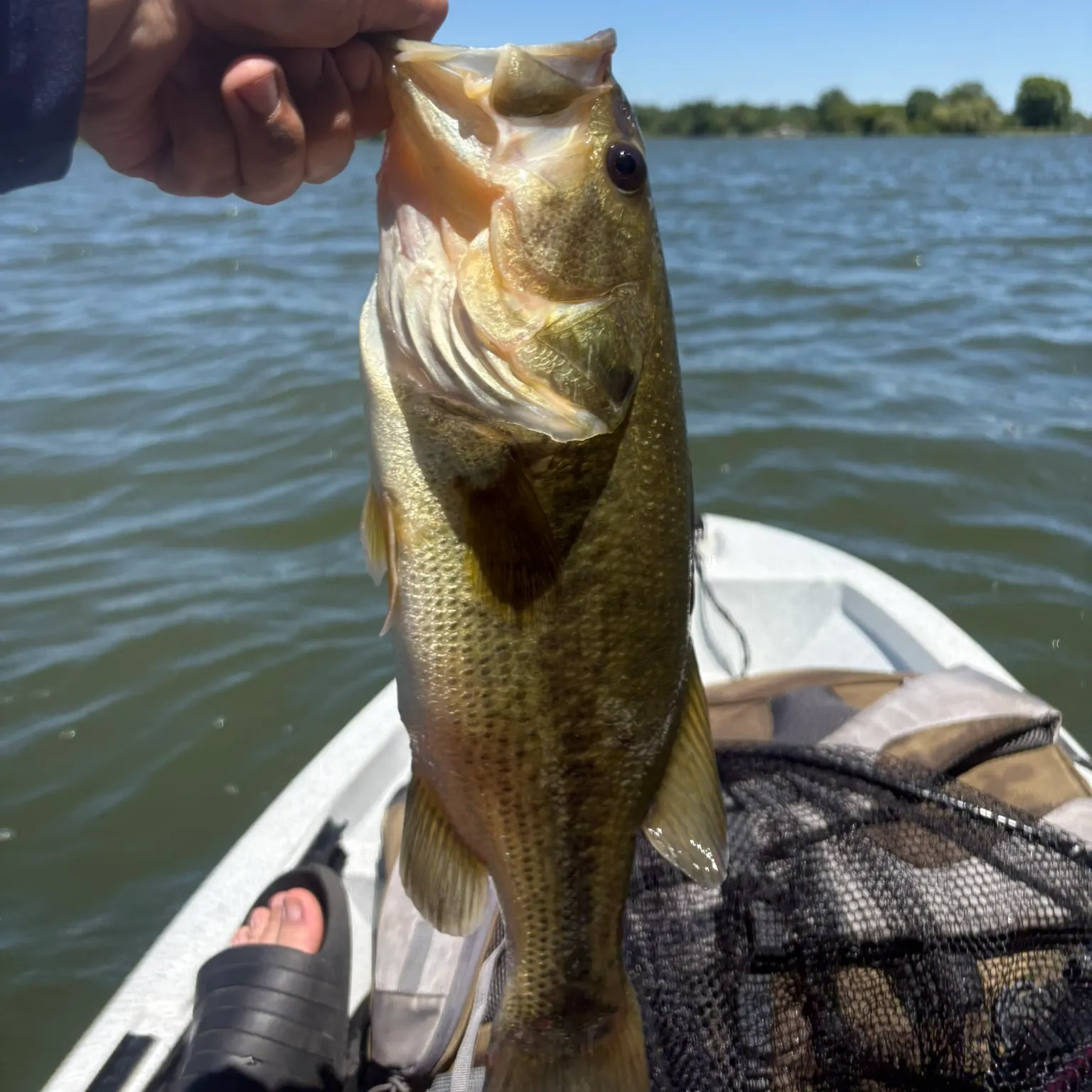 ᐅ Tampier Lake fishing reports🎣• Palos Park, IL (United States) fishing
