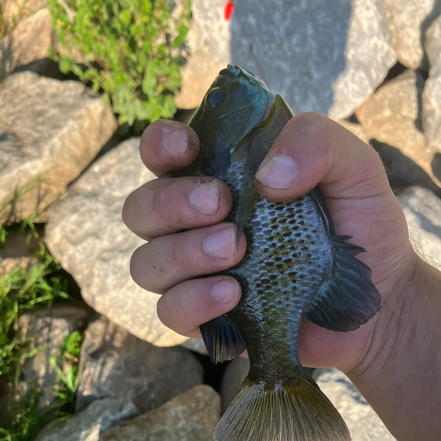 Fishing in Augusta, GA (United States) ️️️️ Find Spots, Species & Tips