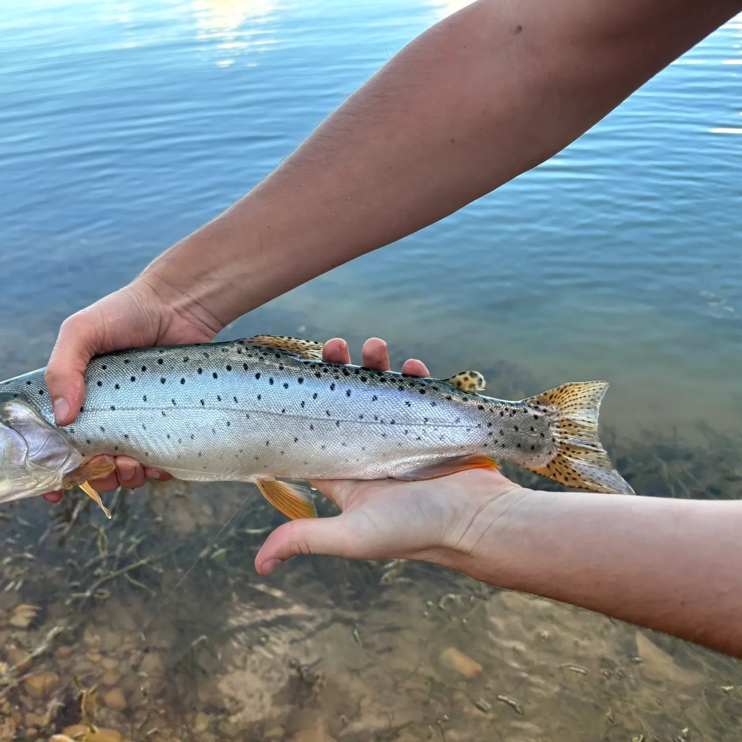 ᐅ Strawberry Reservoir fishing reports🎣• Springville, UT (United States ...