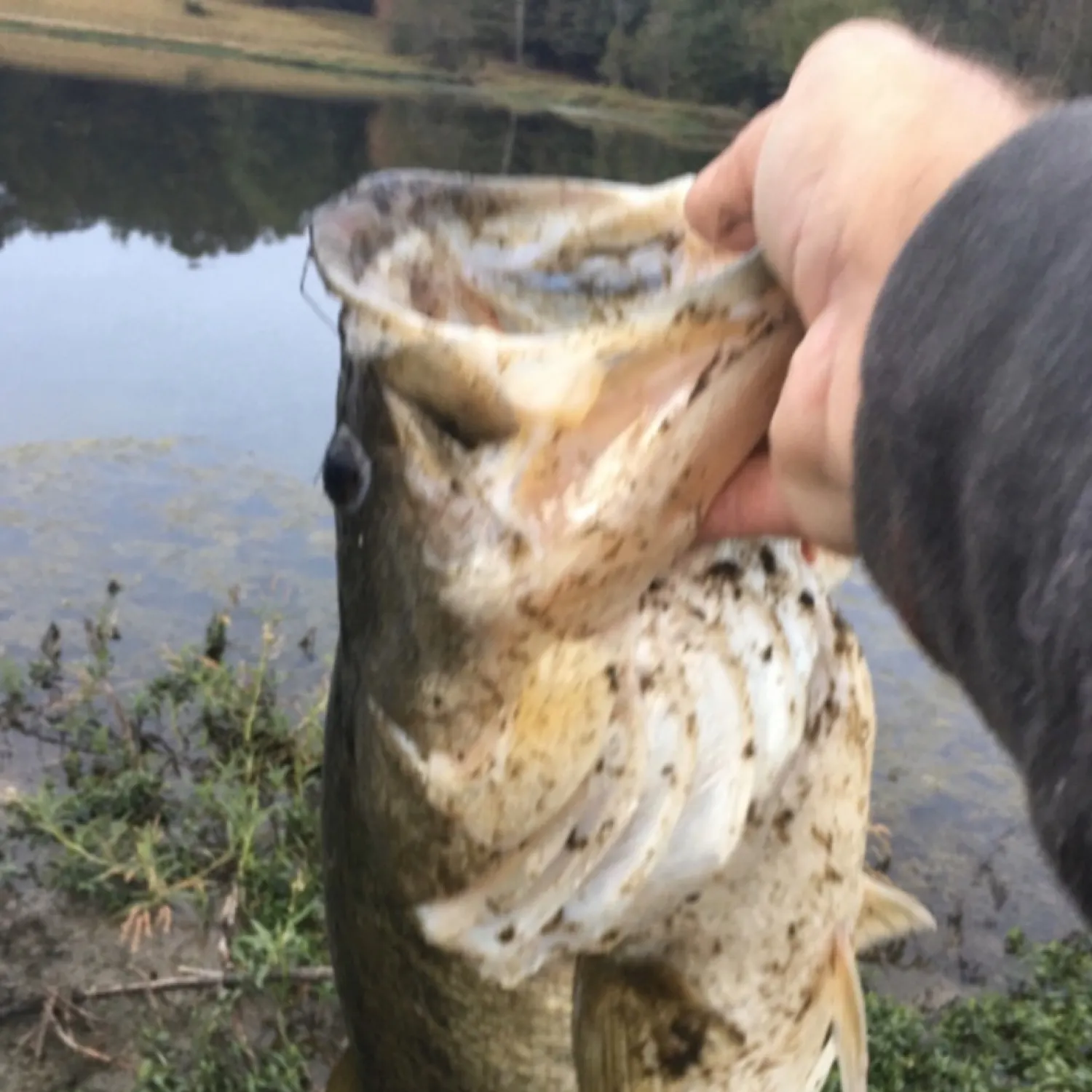 Fishing in Omaha, NE (United States) ️️️️ Find Spots, Species & Tips