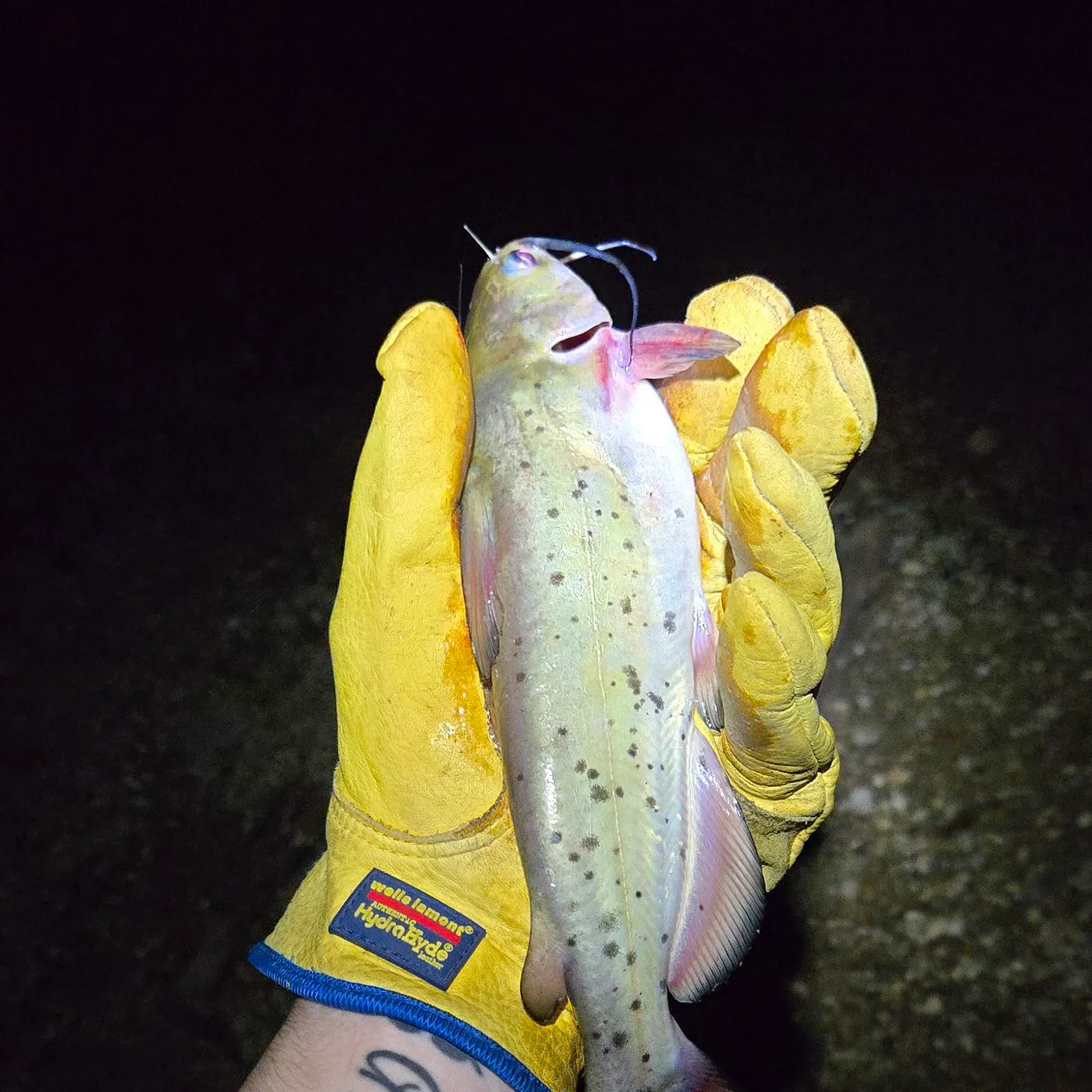 Fishing in Peoria, IL (United States) ️️️️ Find Spots, Species & Tips