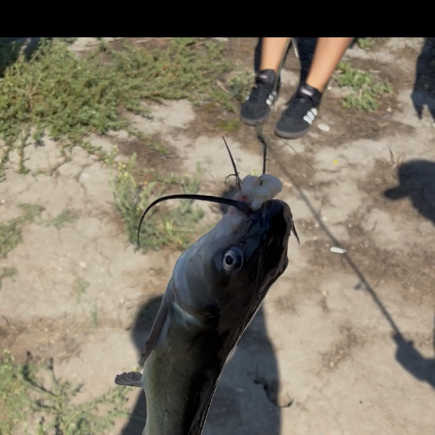 ᐅ Prado Park Lake fishing reports🎣• Chino, CA (United States) fishing