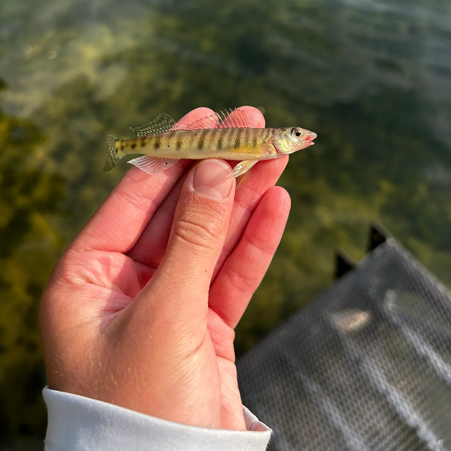 ᐅ Tippy Dam Pond fishing reports🎣• Cadillac, MI (United States) fishing