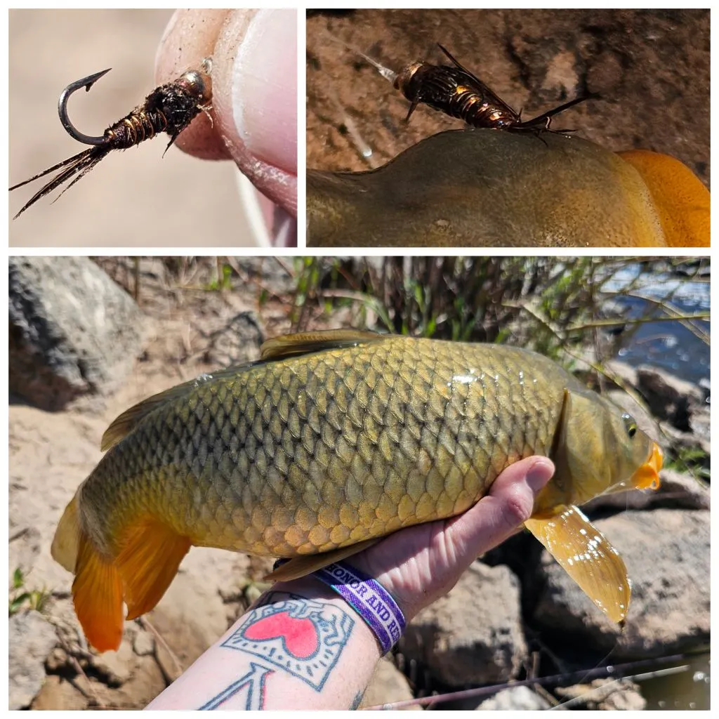 Fishing in Albuquerque, NM (United States) ️️️️ Find Spots, Species & Tips