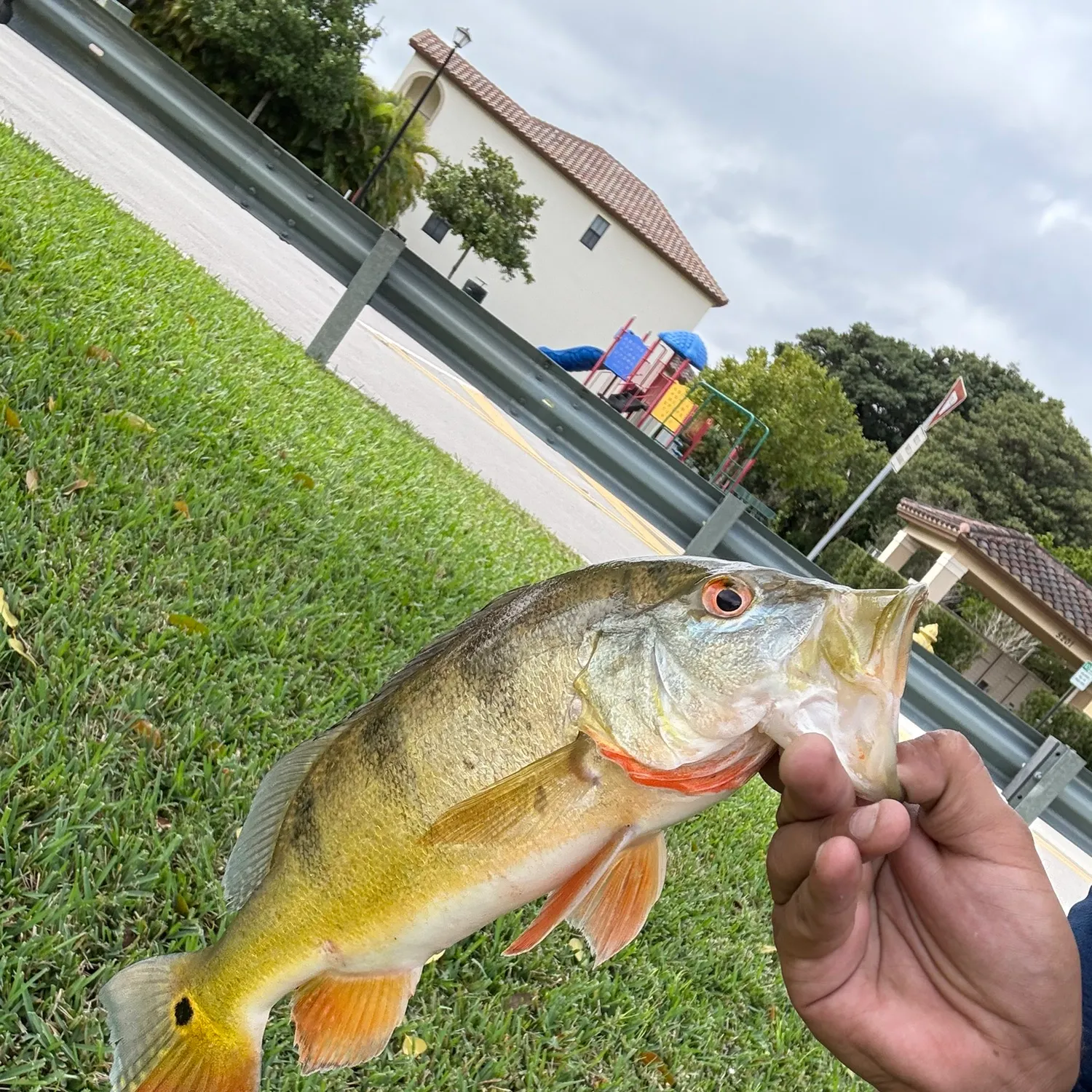 Fishing for Butterfly peacock bass near you