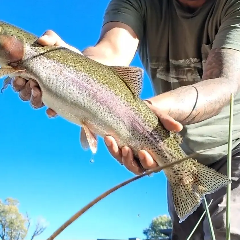 Fishing in Reno, NV (United States) ️️️️ Find Spots, Species & Tips