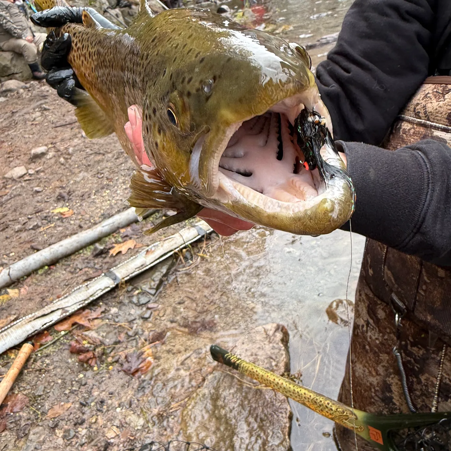ᐅ Burt Dam fishing reports🎣• Lockport, NY (United States) fishing