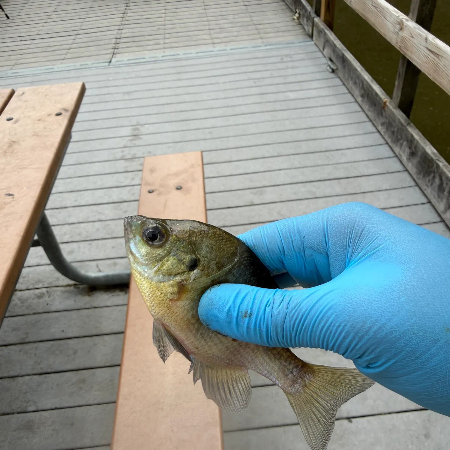 Fishing in Raleigh, NC (United States) ️️️️ Find Spots, Species & Tips