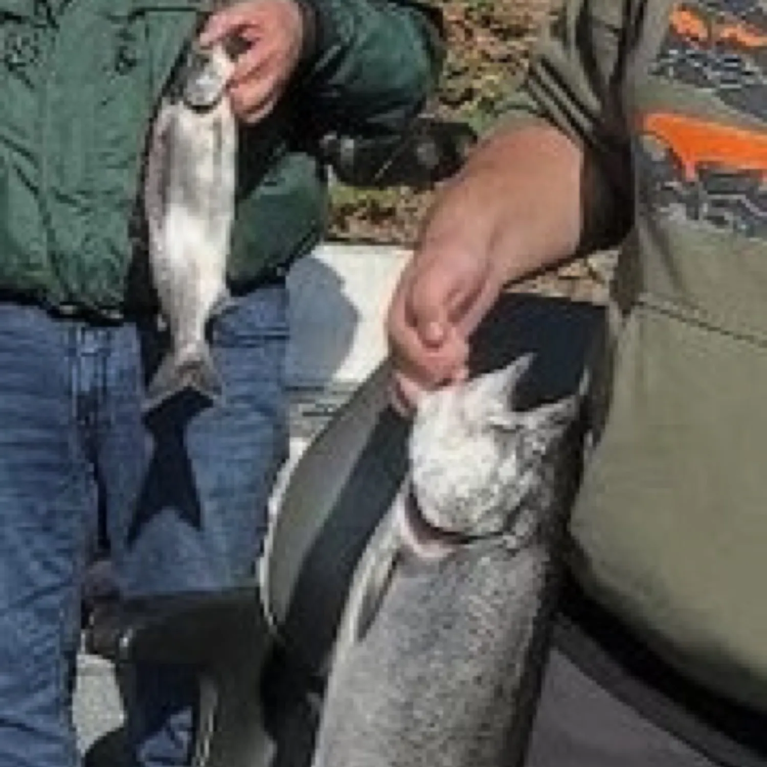 ᐅ Drano Lake fishing reports🎣• Hood River, WA (United States) fishing