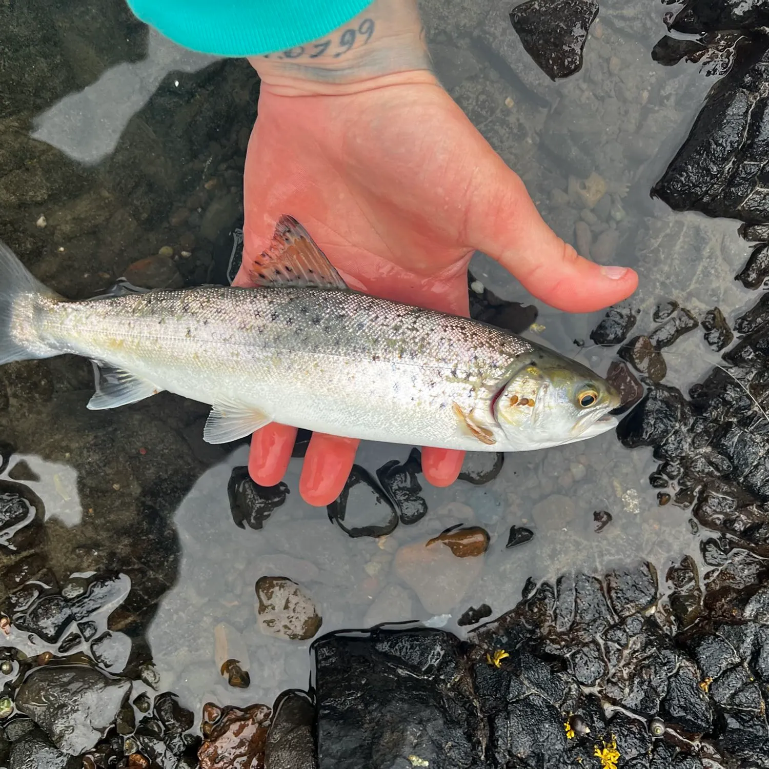 ᐅ River Tay fishing reports🎣• Scotland, United Kingdom fishing