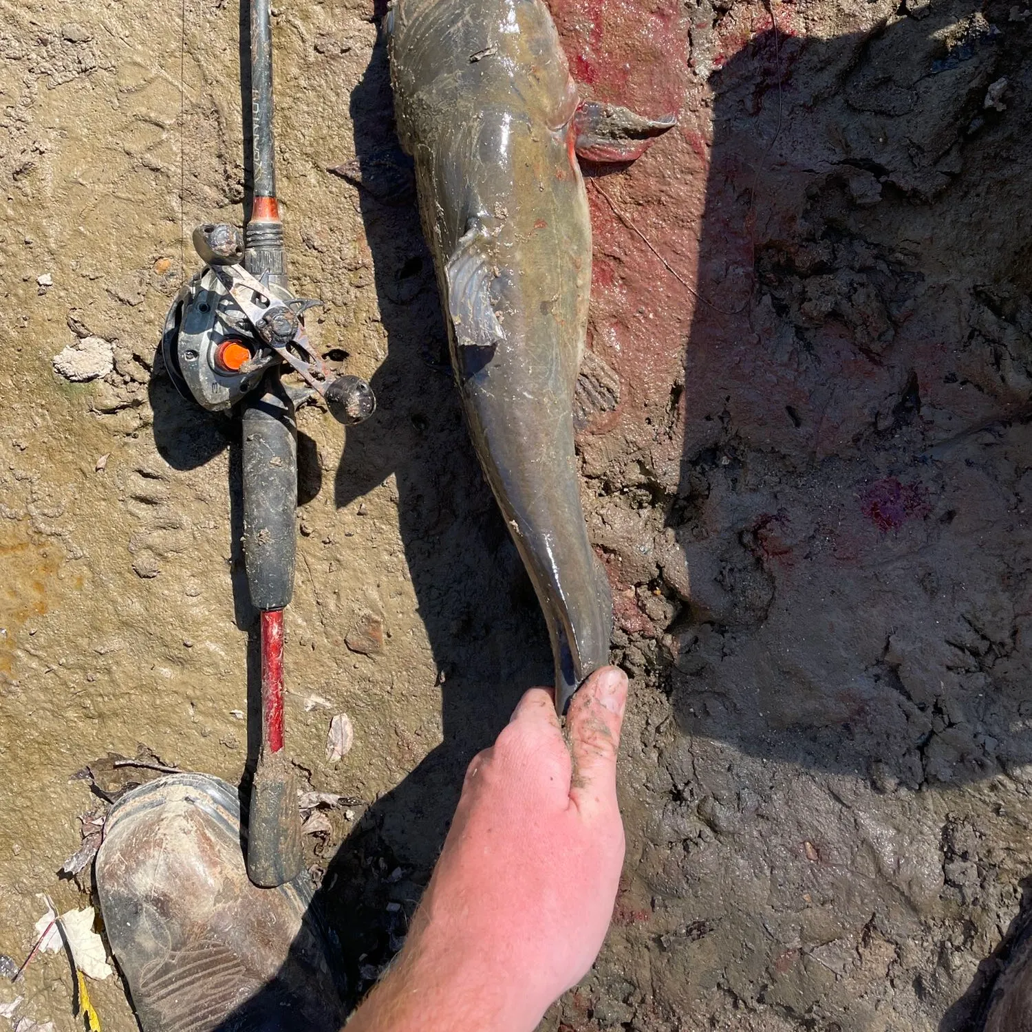 Fishing in Peoria, IL (United States) ️️️️ Find Spots, Species & Tips