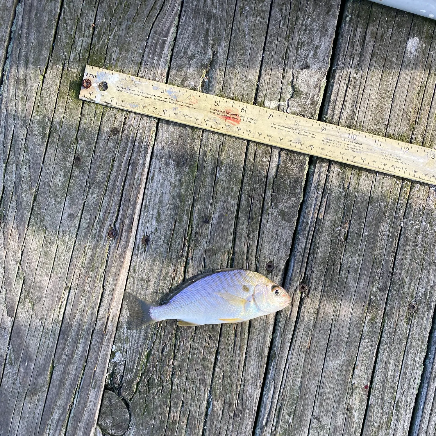 ᐅ Keansburg Pier fishing reports🎣• Hazlet, NJ (United States) fishing