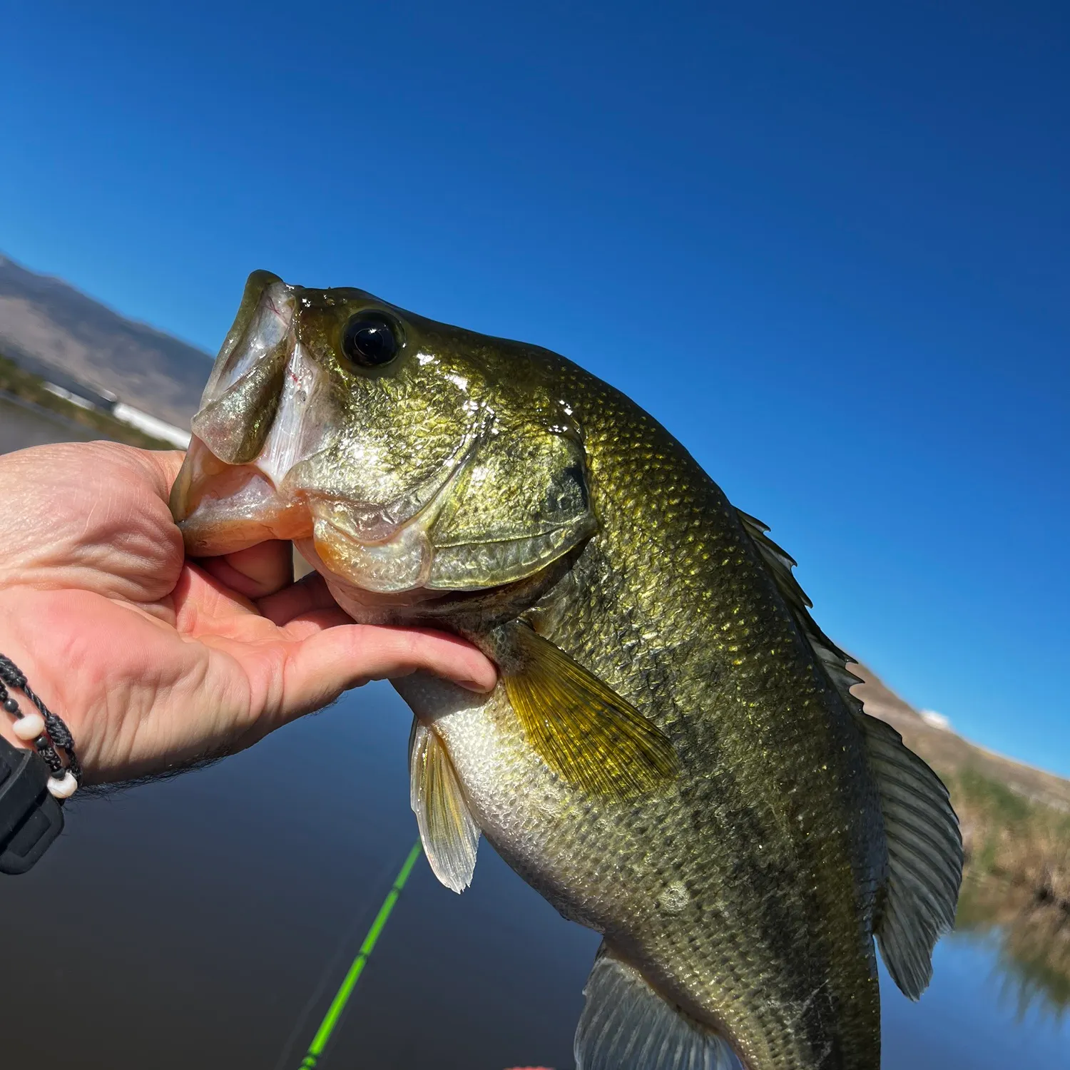 Fishing in Reno, NV (United States) ️️️️ Find Spots, Species & Tips
