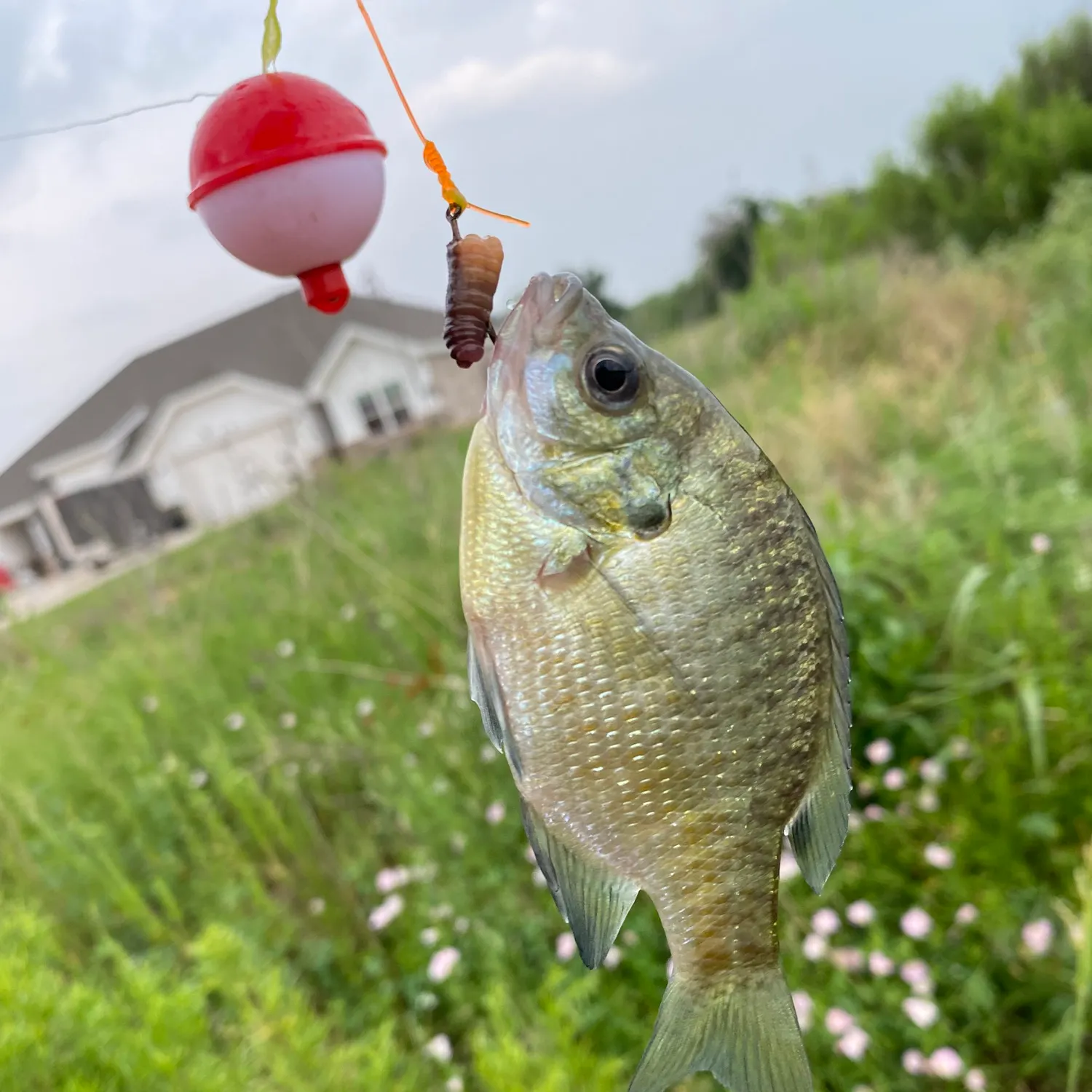 Fishing in Abilene, TX (United States) ️️️️ Find Spots, Species & Tips