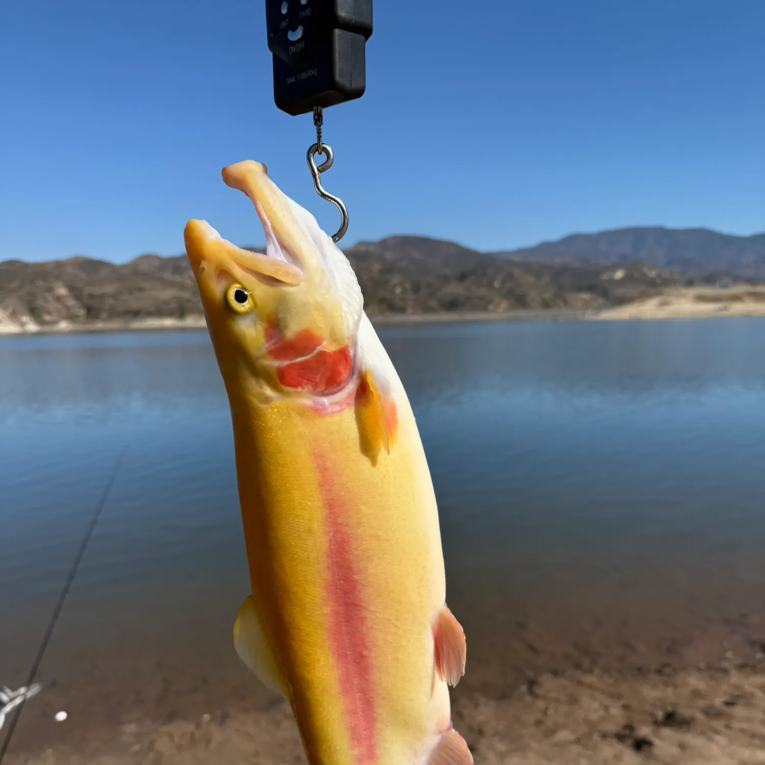 ᐅ Irvine Lake fishing reports🎣• North Tustin, CA (United States) fishing