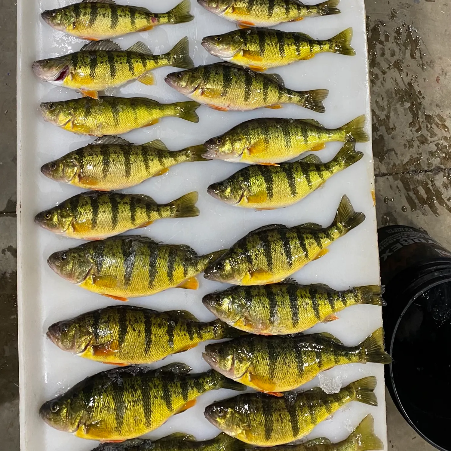 ᐅ Lake Simcoe fishing reports🎣• Ontario, Canada fishing