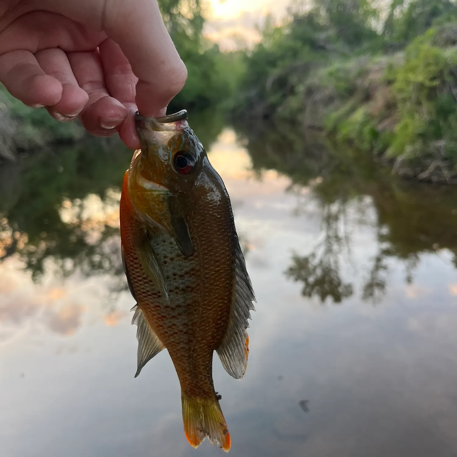 Fishing in Augusta, GA (United States) ️️️️ Find Spots, Species & Tips