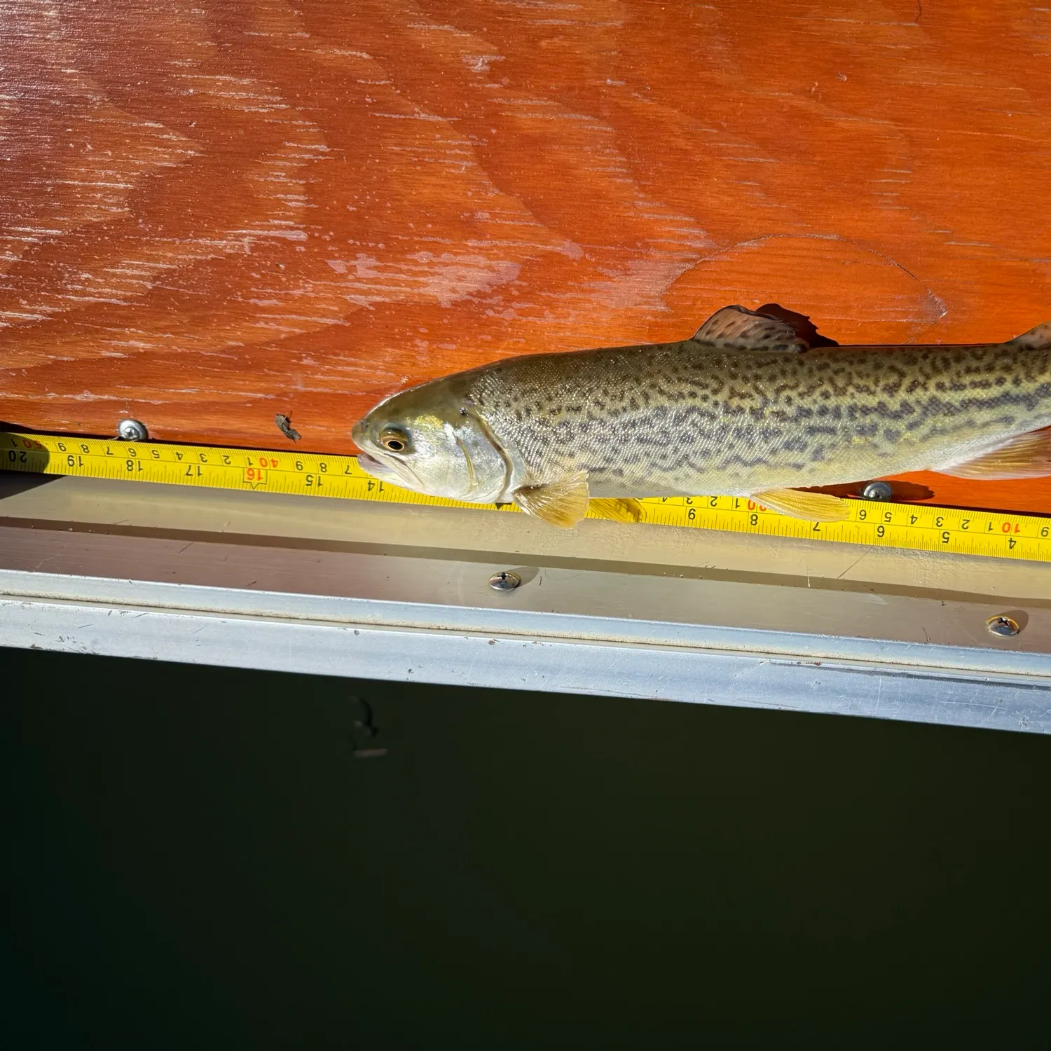 ᐅ Ririe Reservoir fishing reports🎣• Ammon, ID (United States) fishing