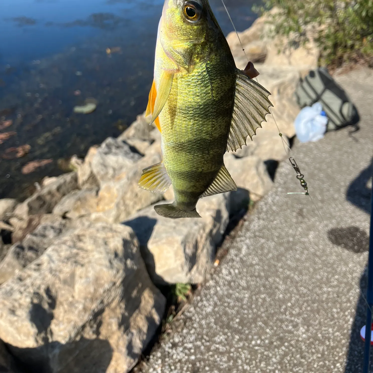 ᐅ Pymatuning Reservoir fishing reports🎣• Meadville, PA (United States ...