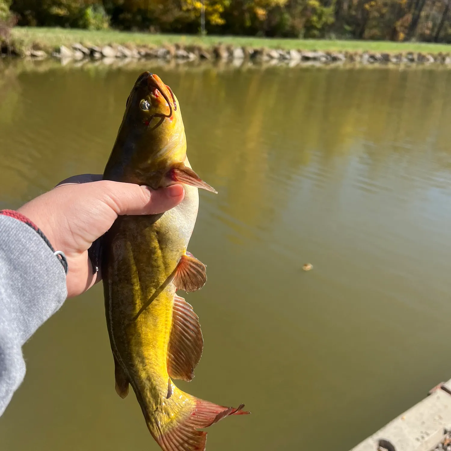ᐅ Lake Loramie fishing reports🎣• Sidney, OH (United States) fishing