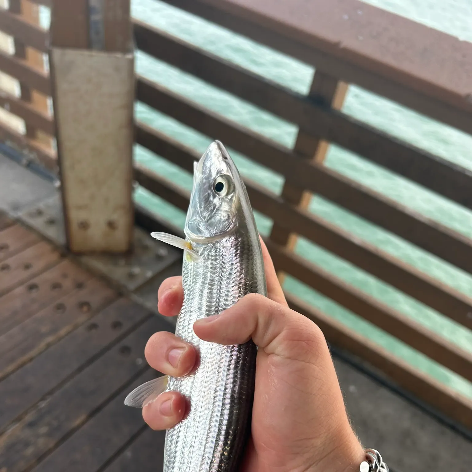 ᐅ Juno Beach Pier fishing reports🎣• Jupiter, FL (United States) fishing