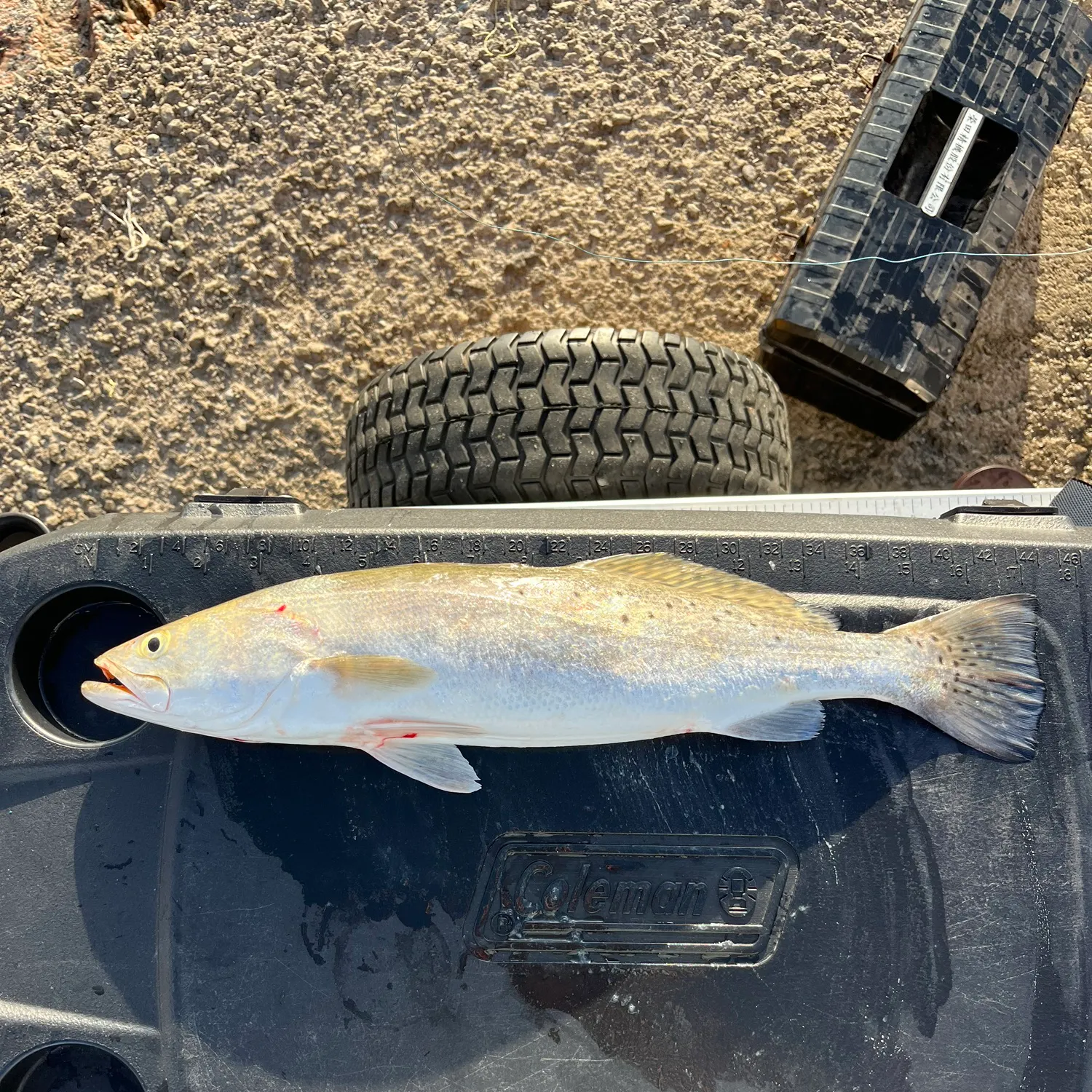 ᐅ Surfside Jetty Park fishing reports🎣• Freeport, TX (United States ...