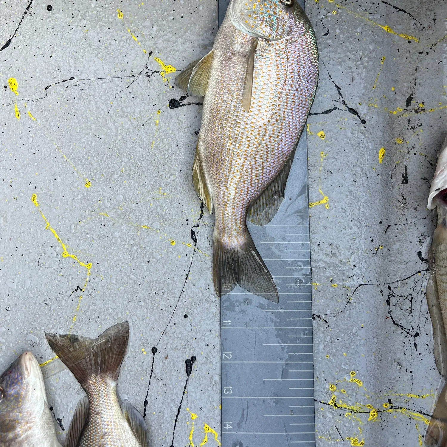 ᐅ Packery Channel fishing reports🎣• Corpus Christi, TX (United States ...