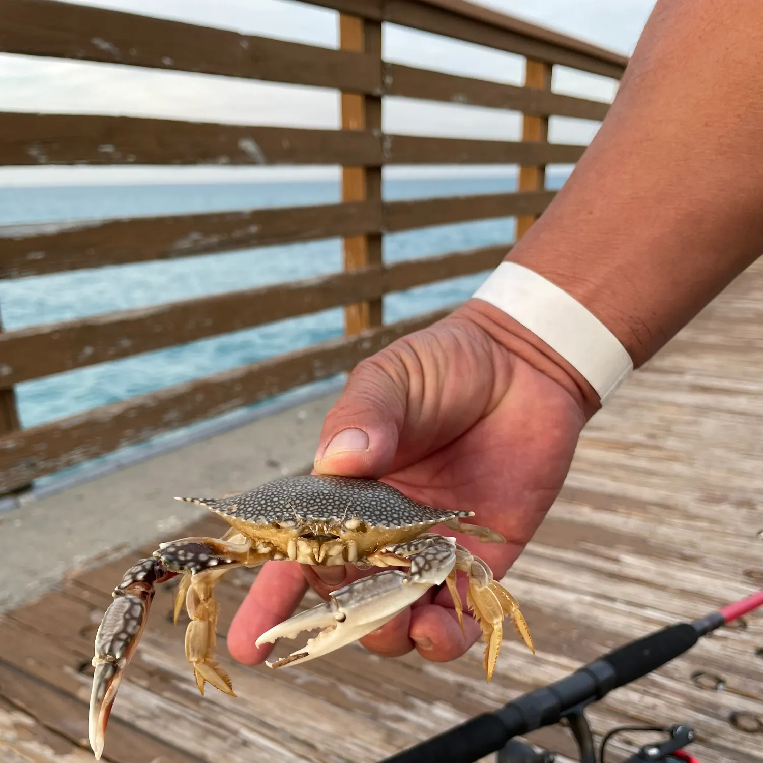 ᐅ Juno Beach Pier fishing reports🎣• Jupiter, FL (United States) fishing